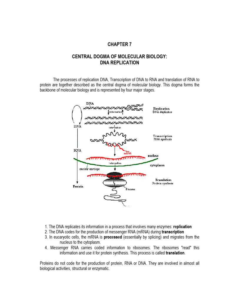 Chapter 07 | PDF | Dna Replication | Primer (Molecular Biology)
