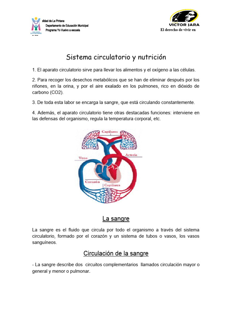 Sistema Circulatorio y Nutrición | Descargar gratis PDF | Sangre ...