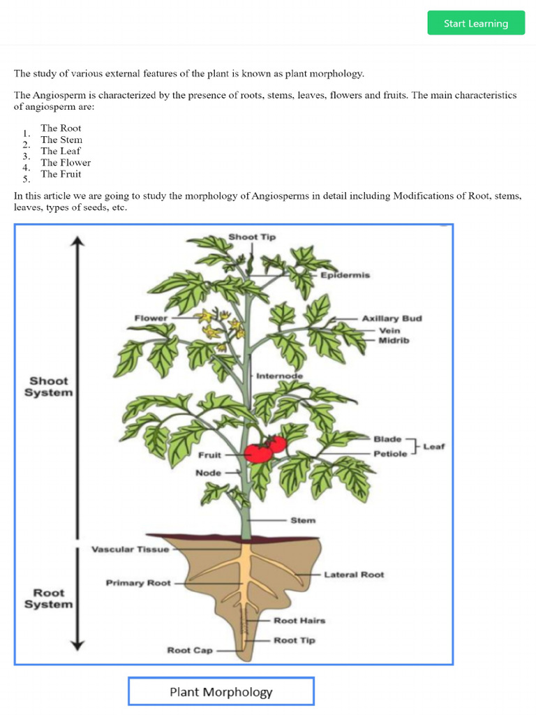 Plant Morphology - Anatomy of Root, Stem, Leaf, Flower and Fruit | PDF