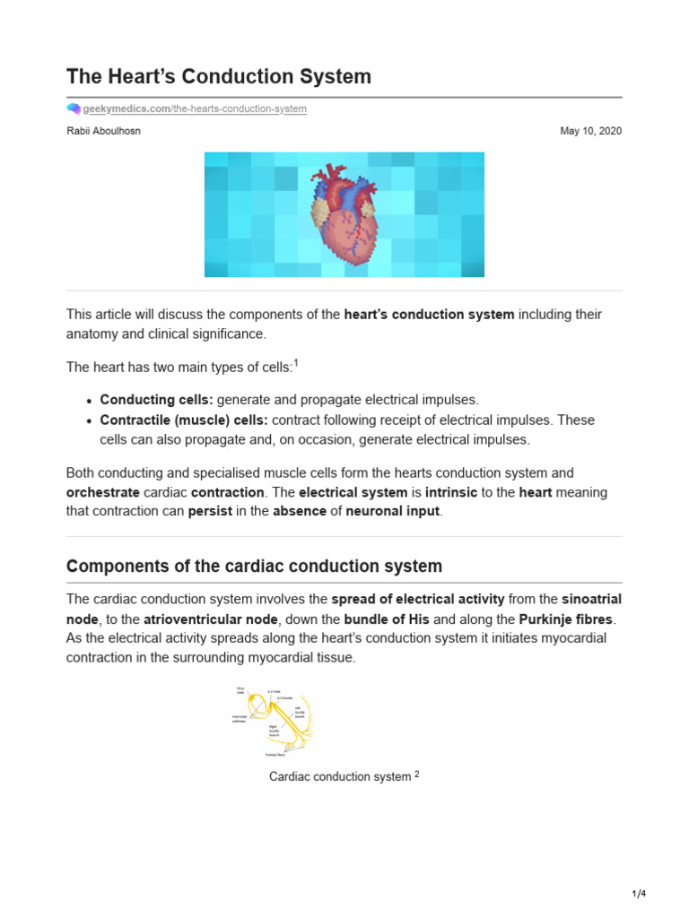 The Hearts Conduction System | PDF | Heart | Cardiac Muscle