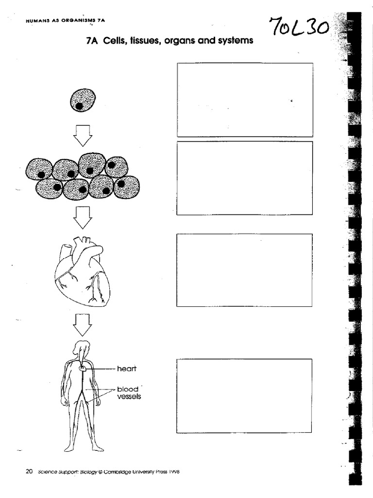 Organ Systems Worksheets | PDF | Respiratory System | Breathing