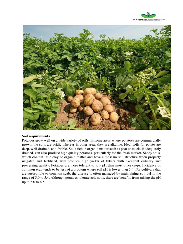 Potatoes PDF With Experts Farmtech | PDF | Potato | Soil
