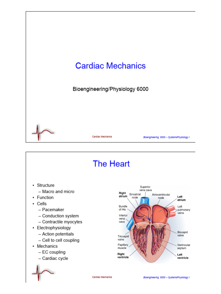 L07-heart-mechanics | PDF | Muscle Contraction | Heart
