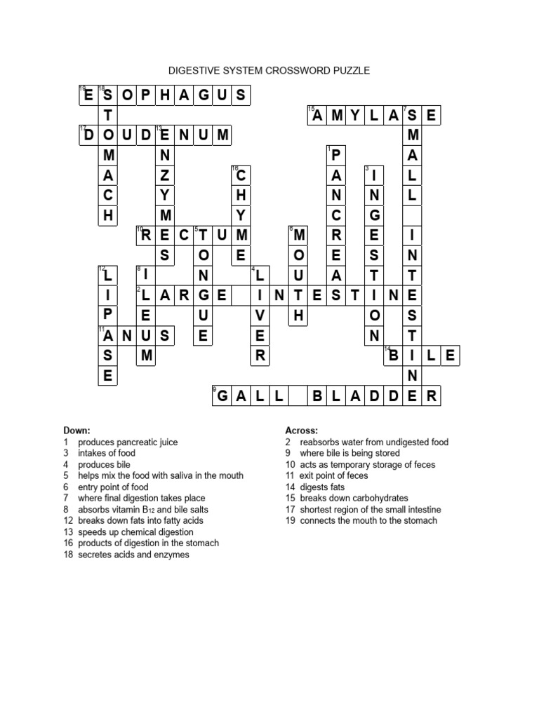 Digestive System Crossword Puzzle: Down: Across | PDF