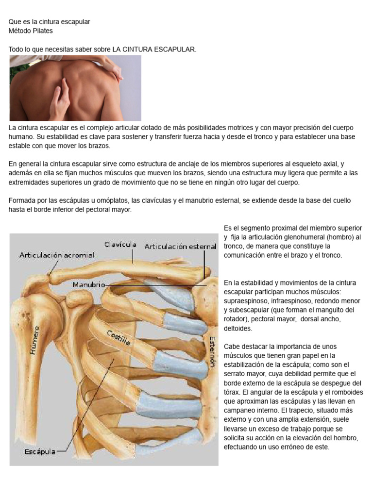 Importancia de la Cintura Escapular | PDF | Anatomía | Sistema ...