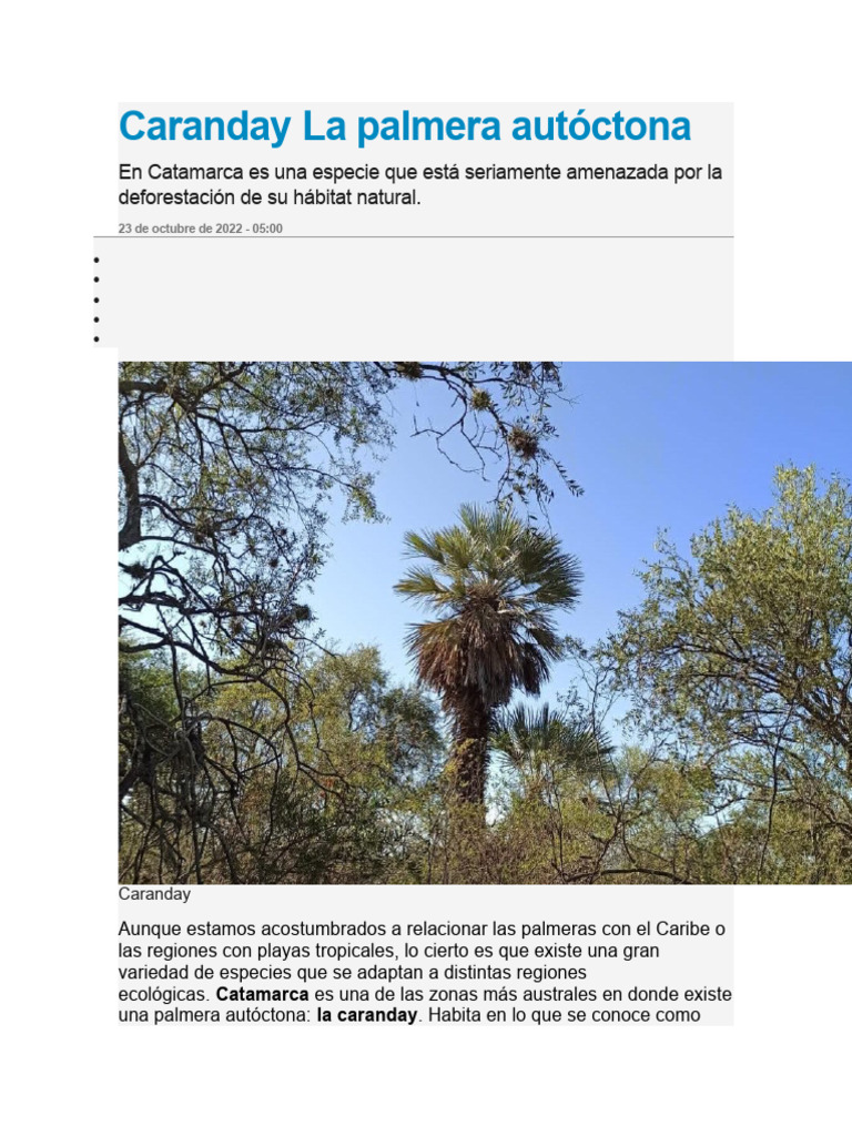 Caranday La Palmera Autóctona | PDF | Hogar, jardinería y bricolaje