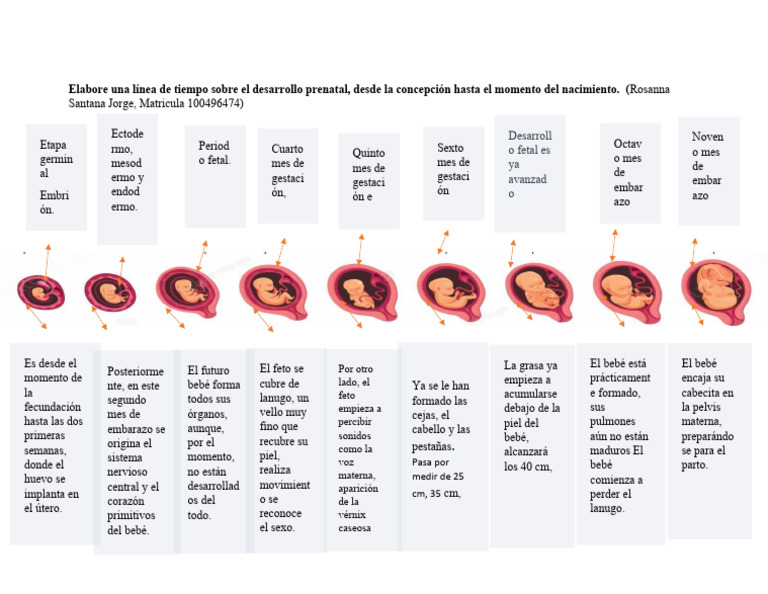 Línea de tiempo del embarazo y desarrollo fetal | PDF | Feto | Salud ...