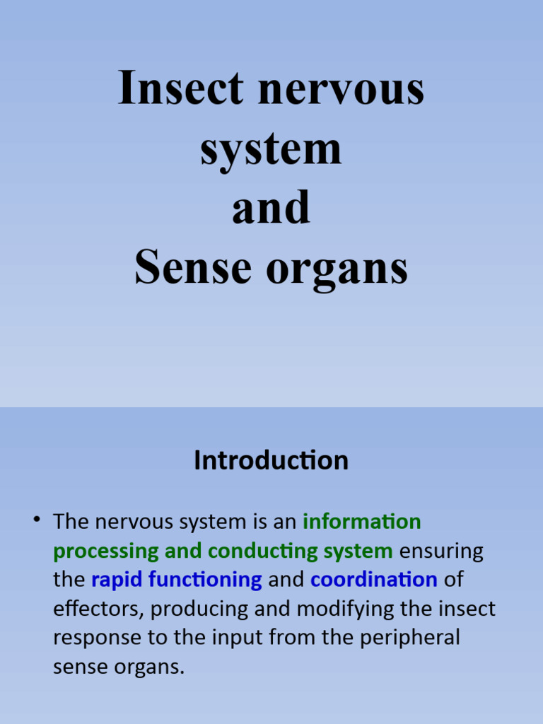 10..insect Nervous System New | Download Free PDF | Neuron | Nervous System
