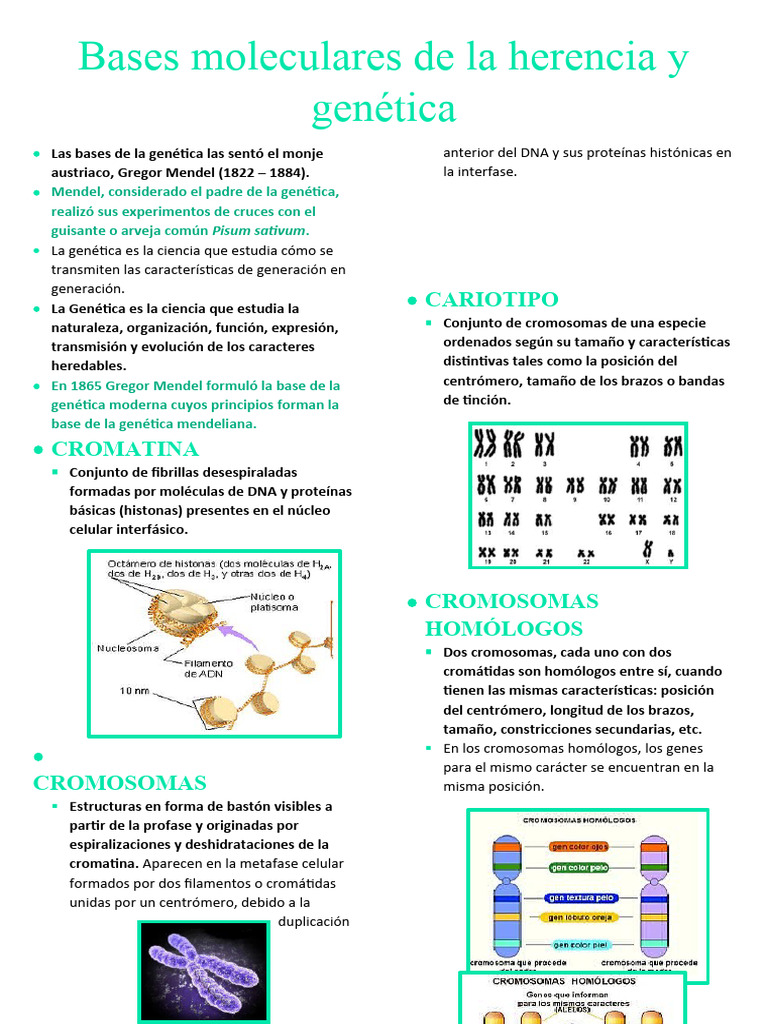 Bases Moleculares de La Herencia y Genética | PDF | Alelo | Cigosidad