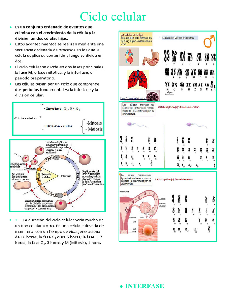 CICLO CELULAR | PDF | Mitosis | Mitosis