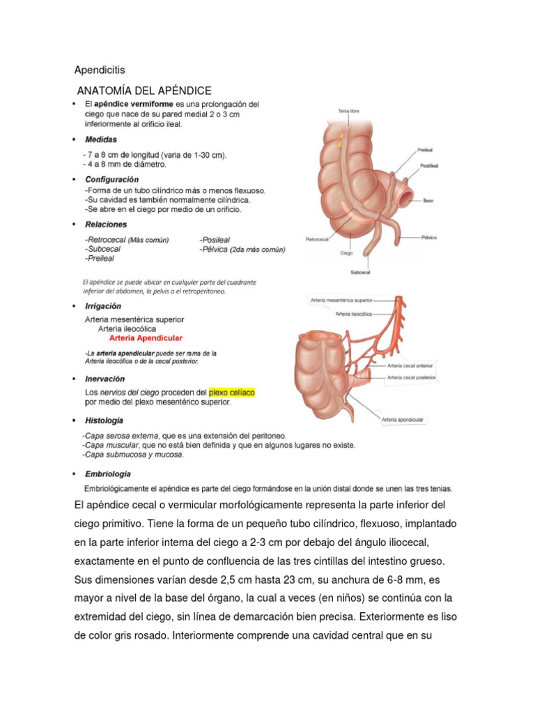 Anatomía Apendicitis | PDF | Morfología (biología) | Órgano (anatomía)