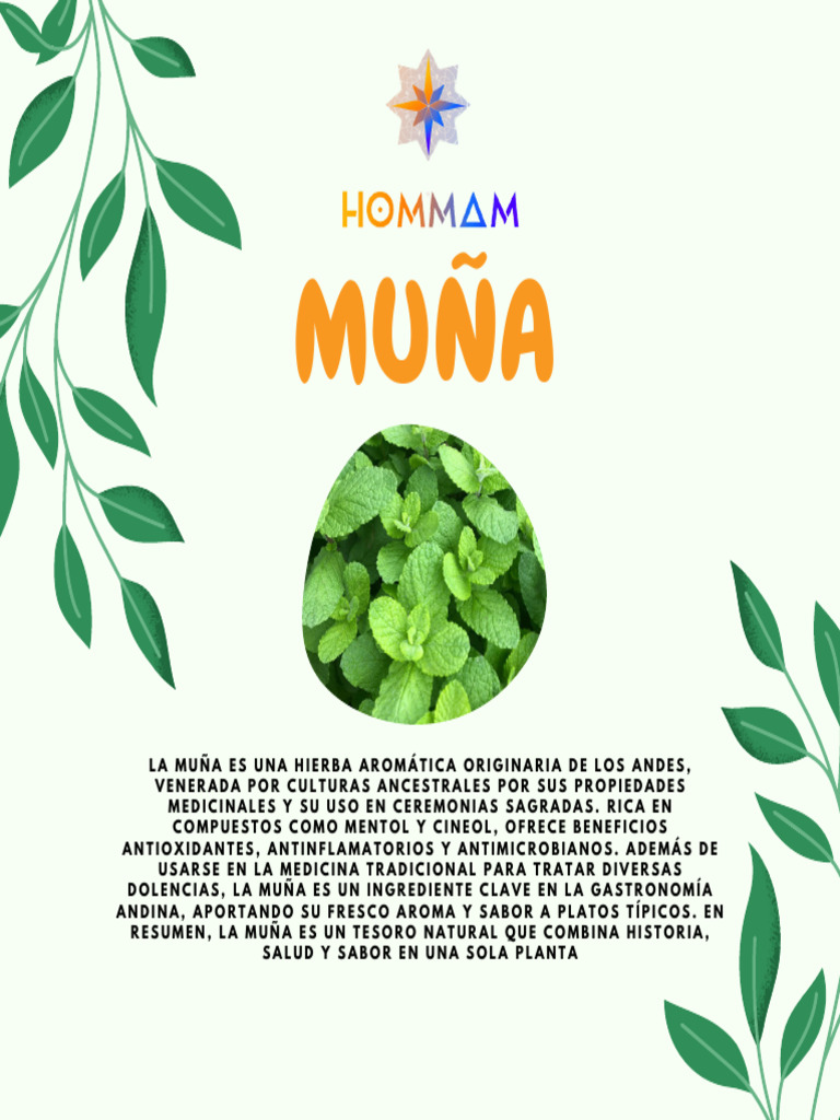 Planta Muña Hommam | PDF