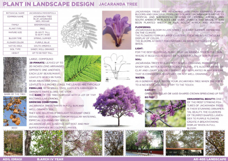 Jacaranda Tree | PDF