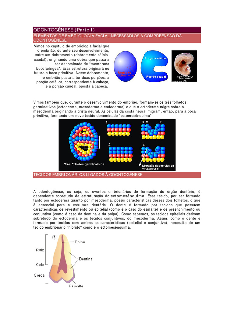 Resumo Sobre Odontogenese | PDF | Dente humano | Anatomia