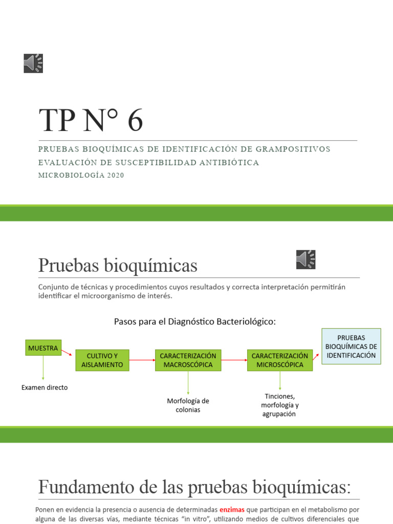 TP N° 6 bioquimicas grampositivas | PDF | Staphylococcus Aureus | Estreptococo