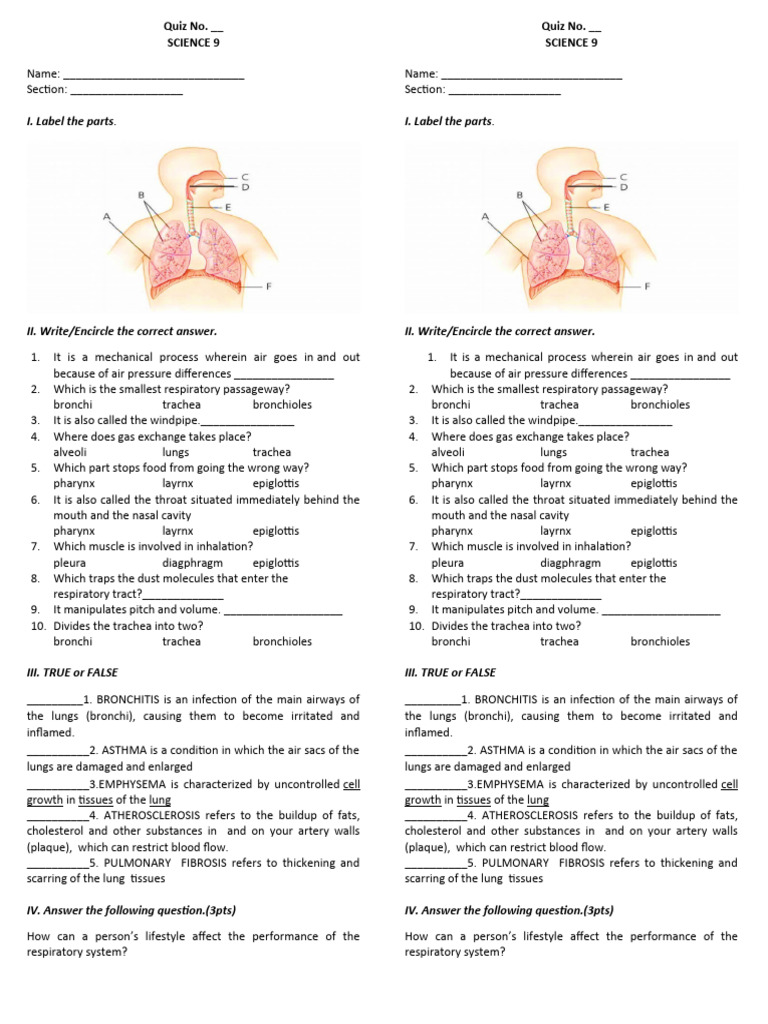 Respiratory quiz | PDF | Respiratory Tract | Lung