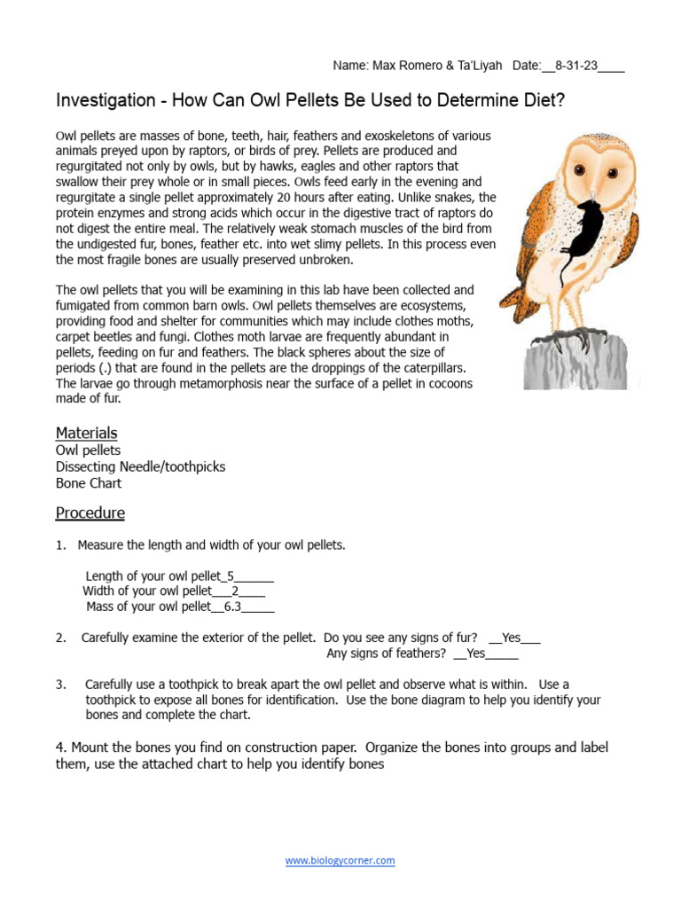 Owl Pellets Max Romero & Ta'Liyah Johnson | PDF | Owl | Zoology