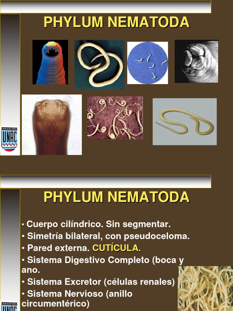 9 Phylum Nemátoda | PDF | Sistema reproductivo | Zoología