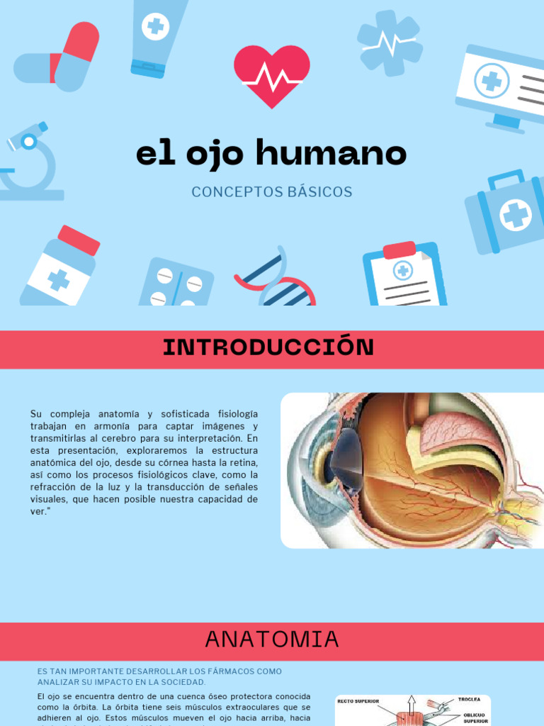 El Ojo Humano | PDF | Ojo humano | Ojo