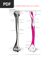 Anatomía del Brazo: Estructura y Función | PDF | Codo | Extremidades ...