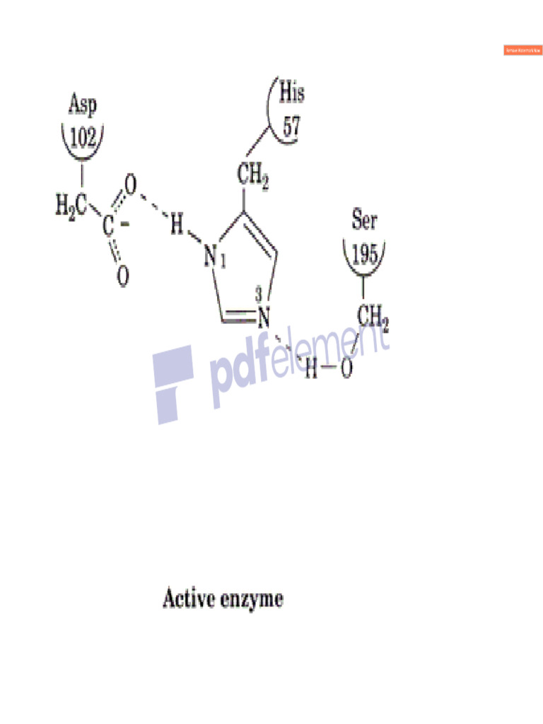 MECHANISM - Serine Protease Enzyme | PDF