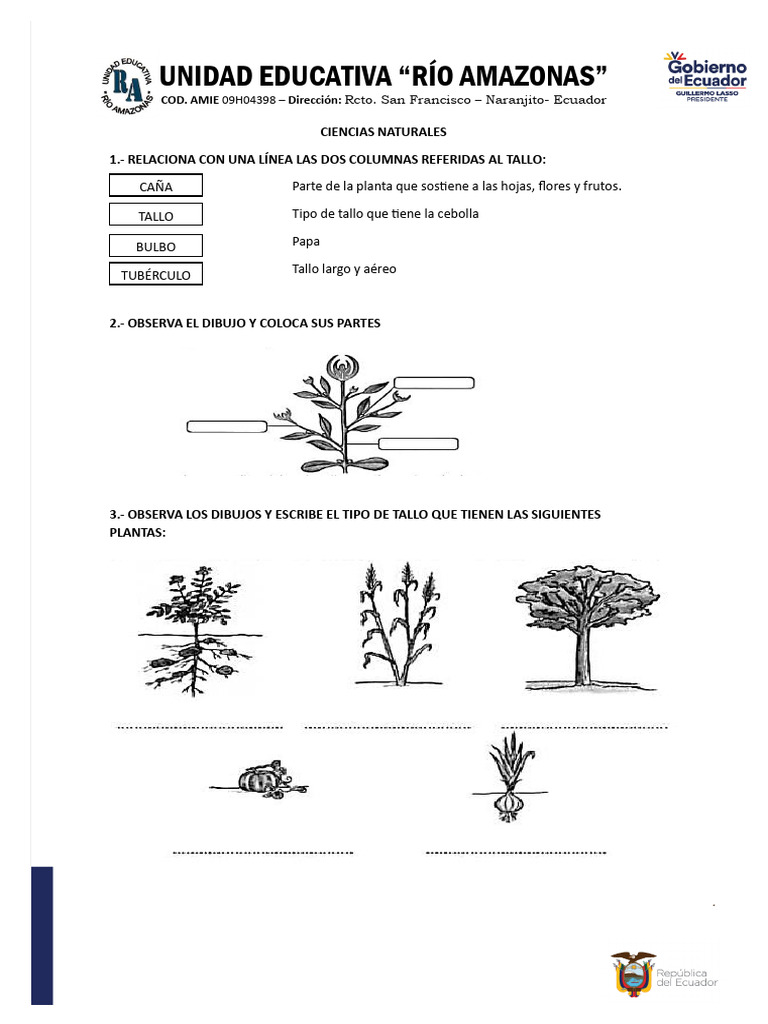 Tipos de Tallo y Raíz en Plantas | PDF | Tallo de la planta | Raíz