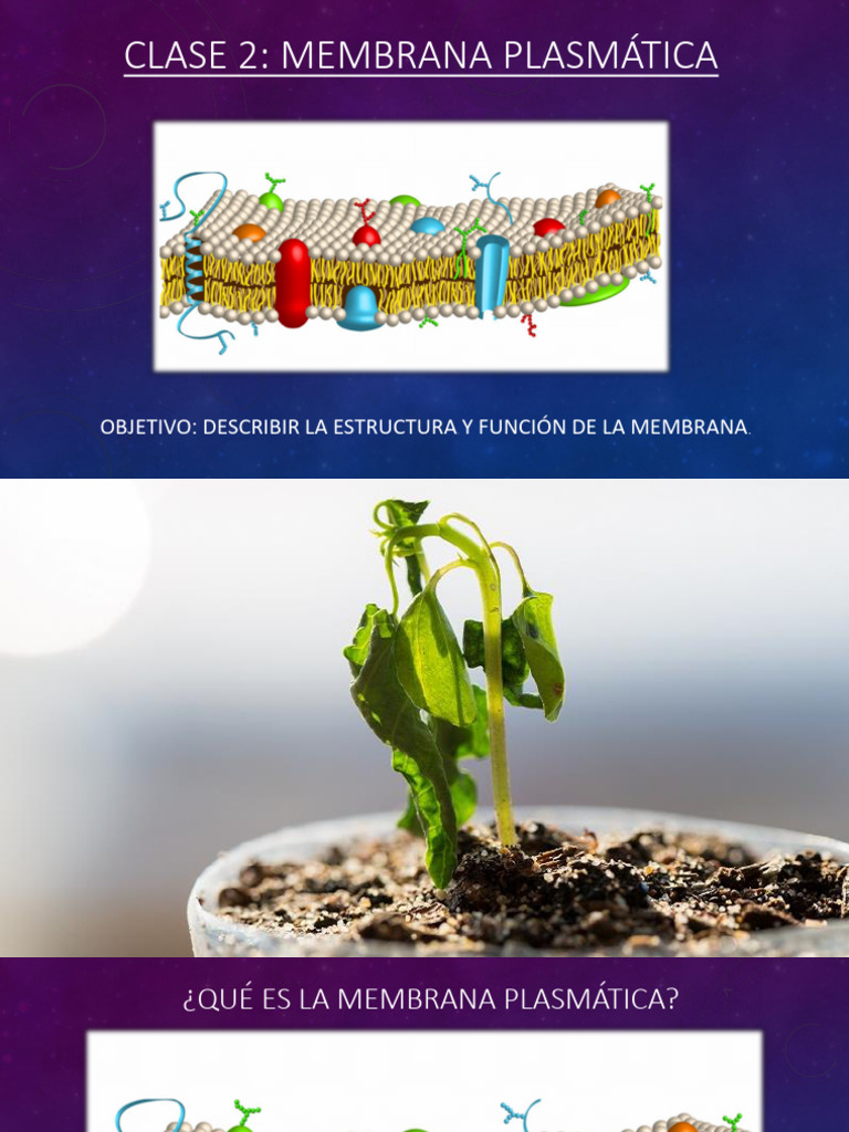 Membrana Plasmática: Estructura y Función | PDF