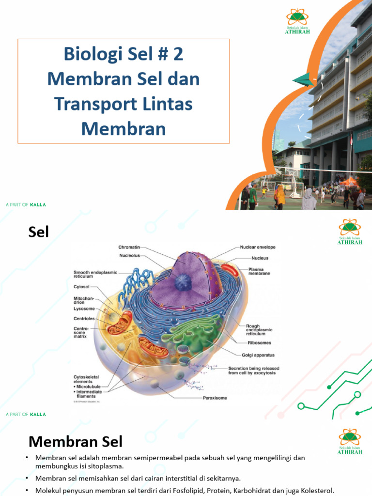 Biologi Sel Pertemuan 2 Membran Sel | PDF
