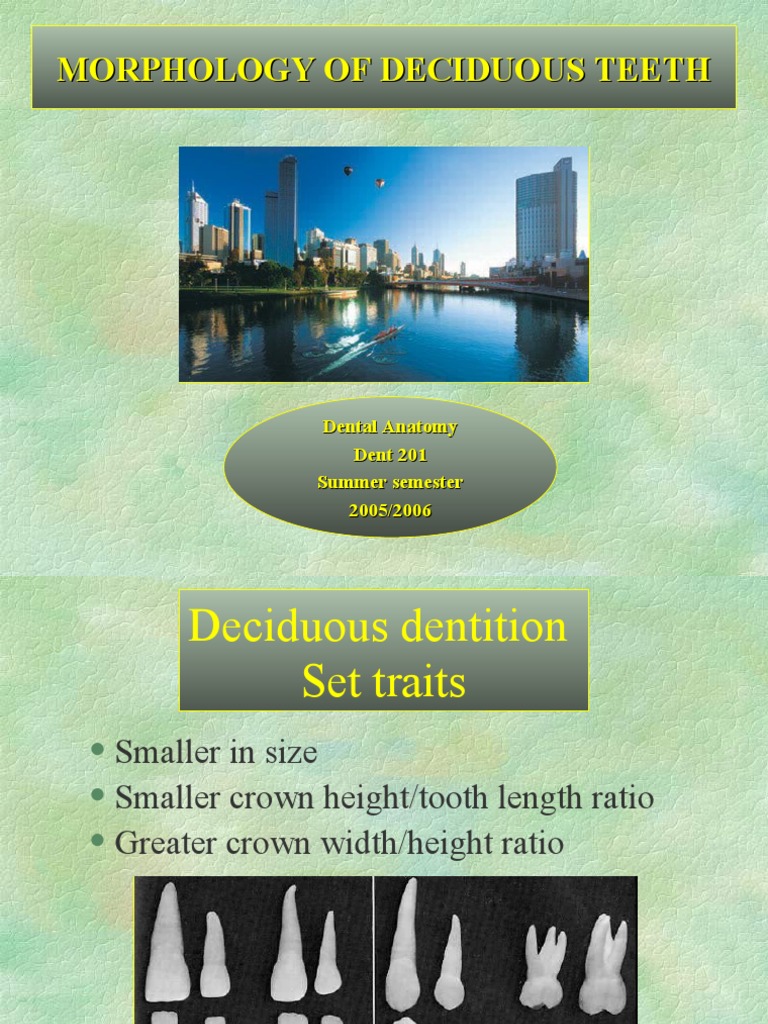 Morphology of Deciduous Dentition | PDF | Dentistry | Dental Anatomy
