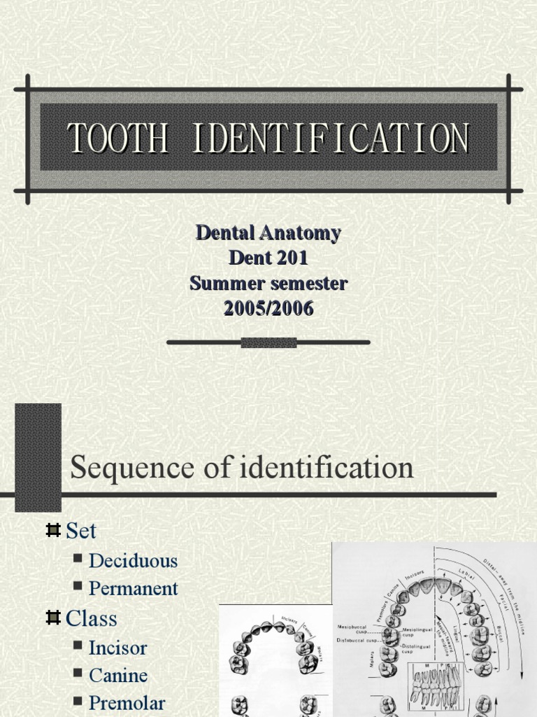 Molar Identification in Dental Anatomy | PDF | Face | Dental Anatomy