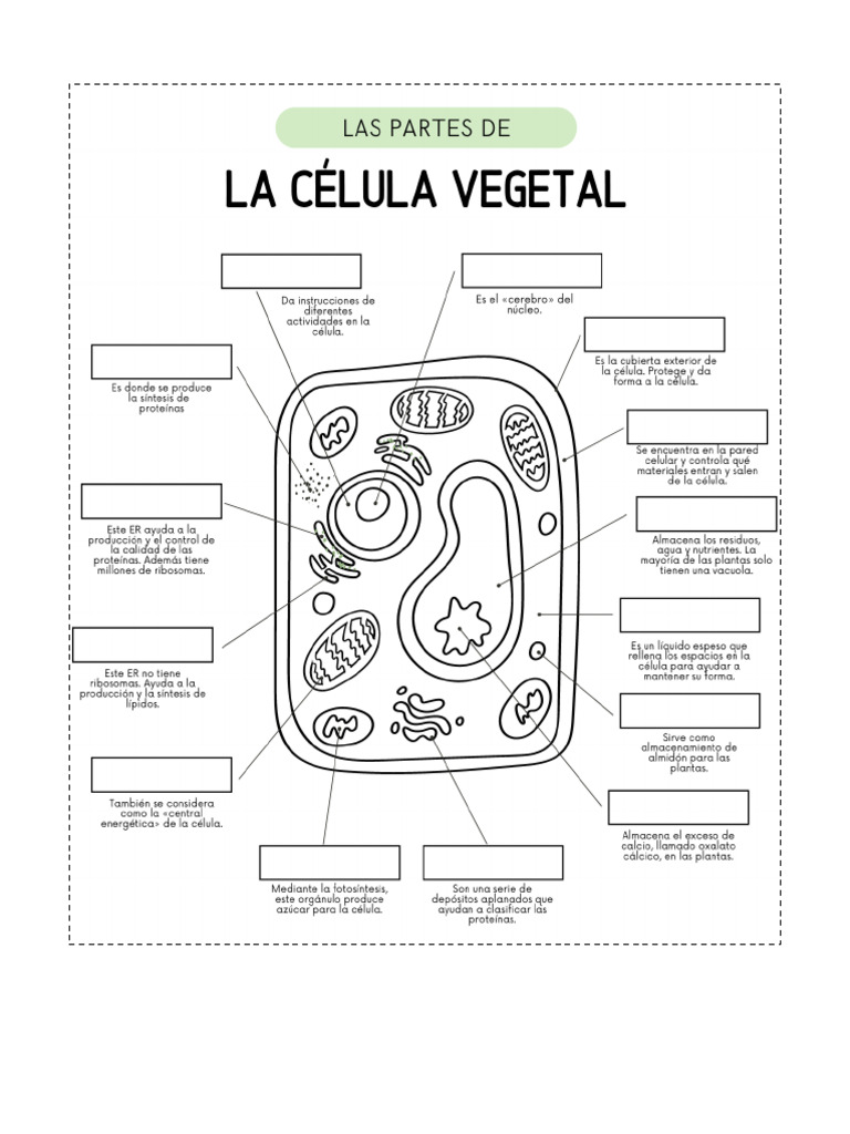 Partes de La Célula Animal y Vegetal | PDF