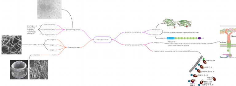 + Mind Map | PDF