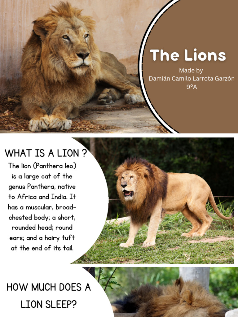 Lion Overview and Digestive System | PDF