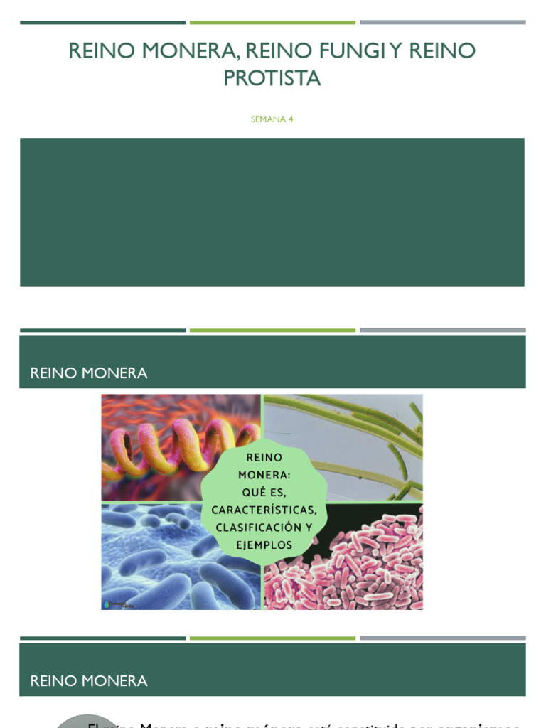 S4 - Reino Monera, Reino Fungi y Reino Protista | PDF | Hongo | Las ...