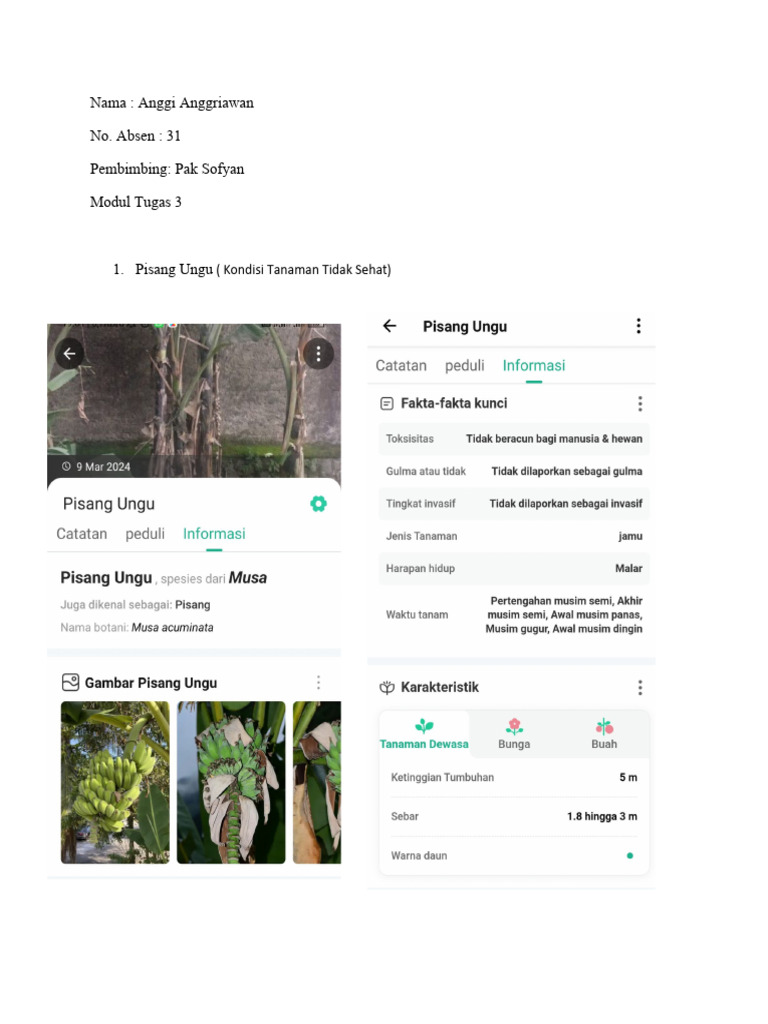 31 - Anggi Anggriawan - Pak Sofyan - Tugas Modul 3 - Stupen | PDF