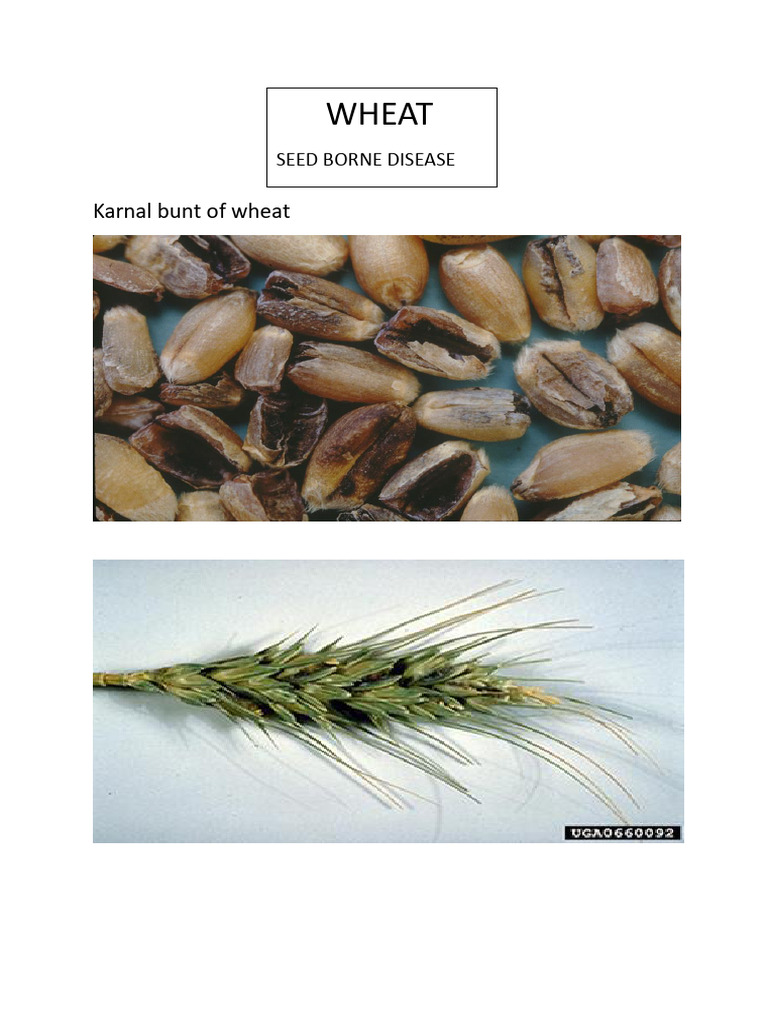 Karnal Bunt of Wheat Overview | PDF