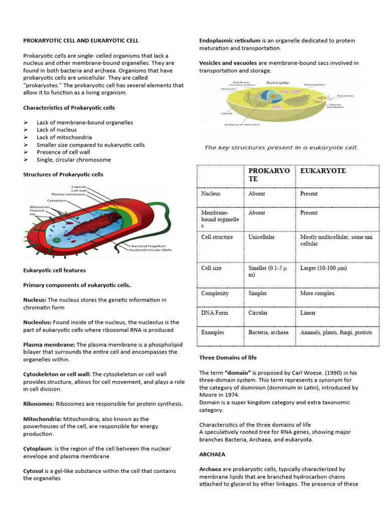 PROKARYOTIC-CELL-AND-EUKARYOTIC-CELL | PDF | Cell (Biology) | Eukaryotes