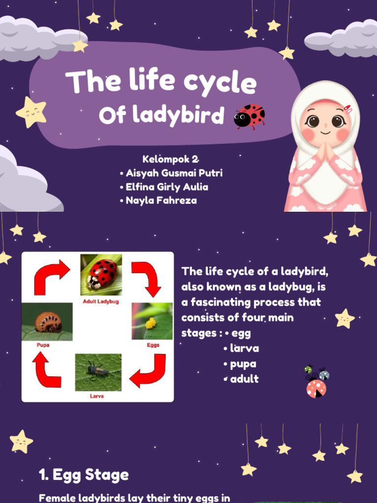 Life Cycle of Ladybirds Explained | PDF