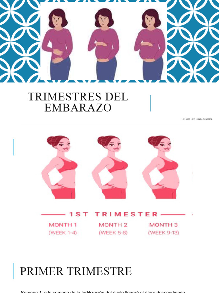 Guía de Trimestres del Embarazo | PDF | Parto | El embarazo