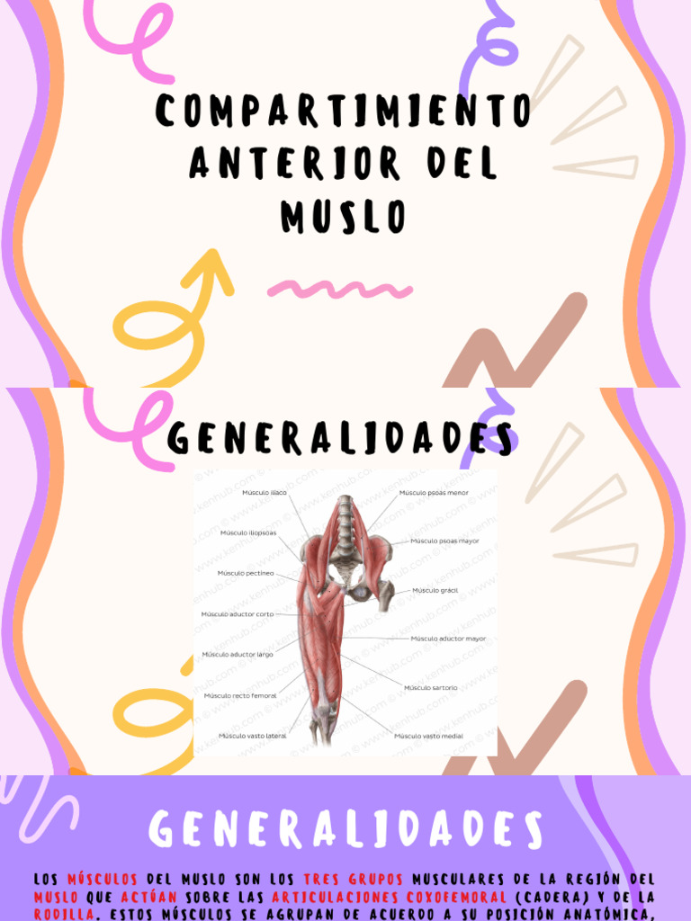 Anatomía de los Músculos del Muslo | PDF | Tejido suave | Articulaciones