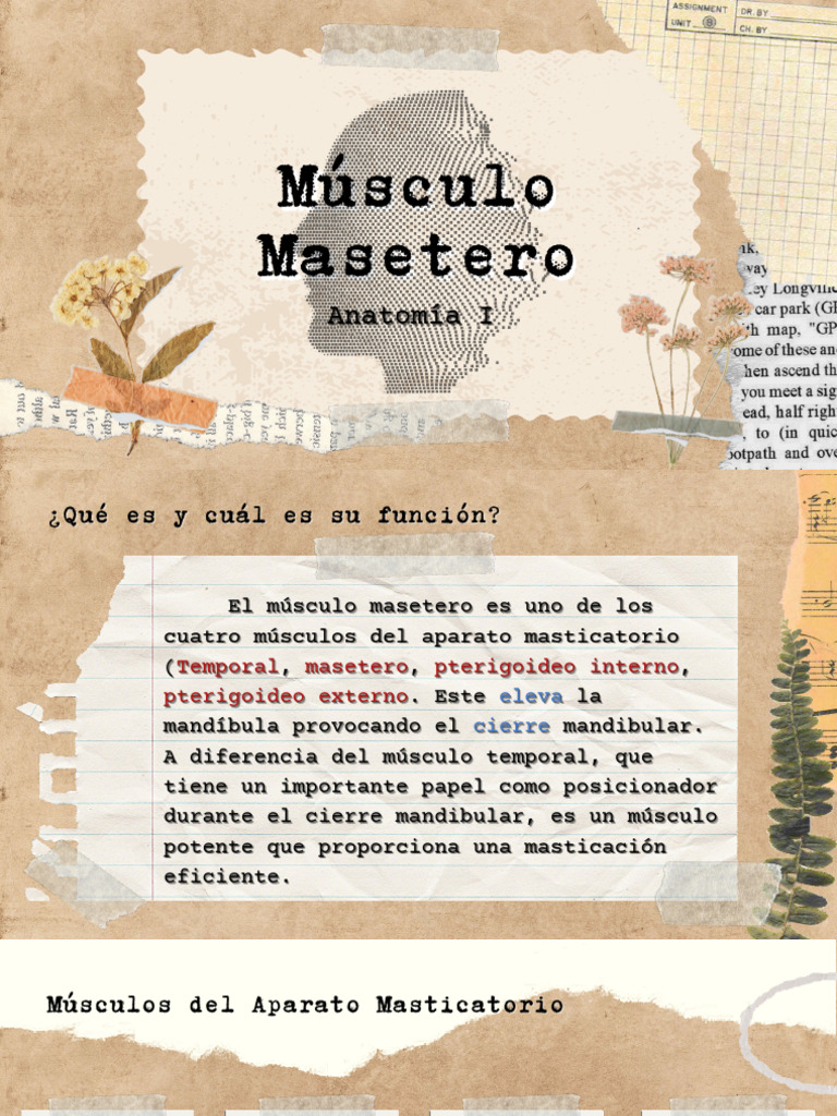 Músculo Masetero | PDF | Músculo | Anatomía