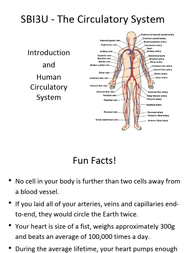 Dokumen - Tips - Sbi3u The Circulatory System Introduction and Human Circulatory System | PDF ...