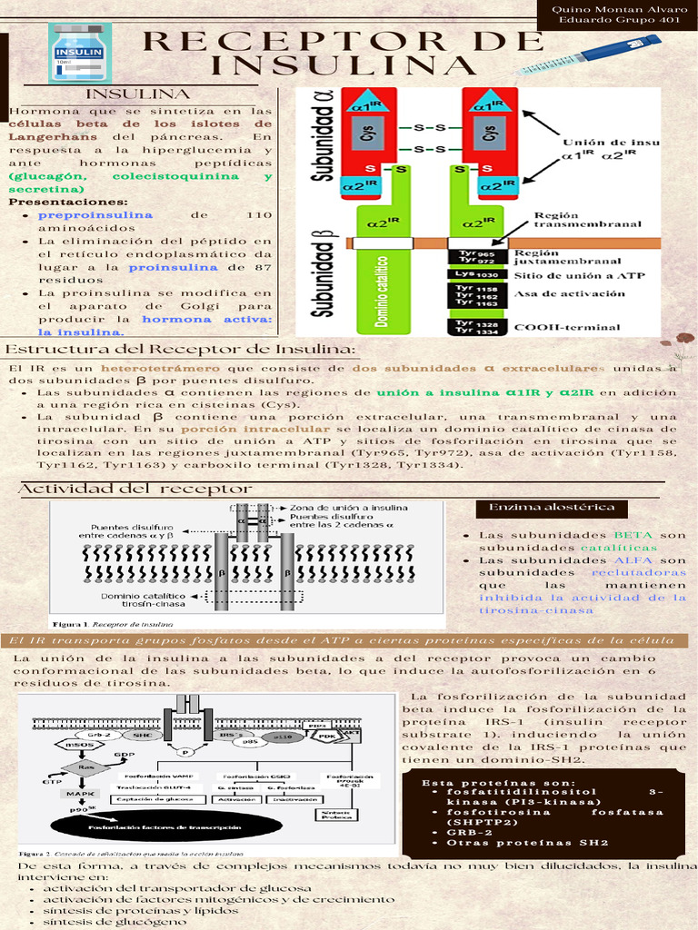 Mecanismo y Estructura del Receptor de Insulina | PDF | Insulina ...