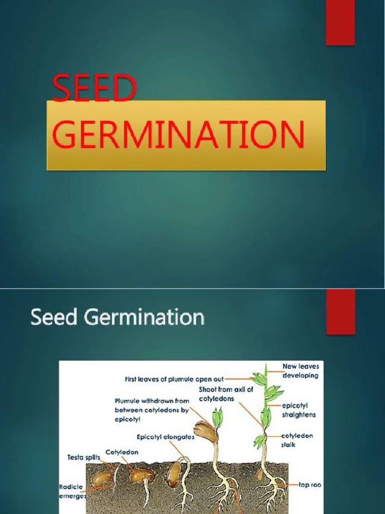 Breaking Seed Dormancy and Germination | PDF