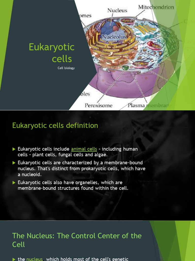 Cell Biology Presentation | PDF | Cell (Biology) | Cell Nucleus