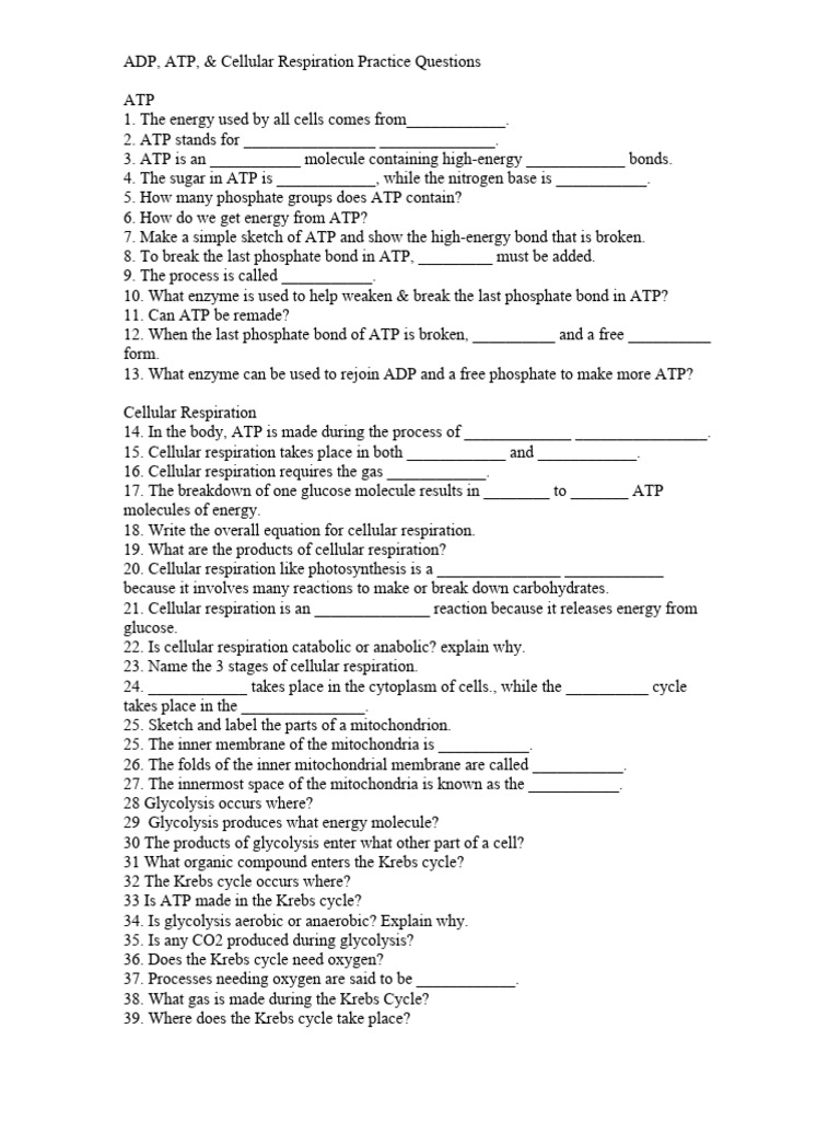 ATP and Cellular Respiration Quiz | PDF | Cellular Respiration ...