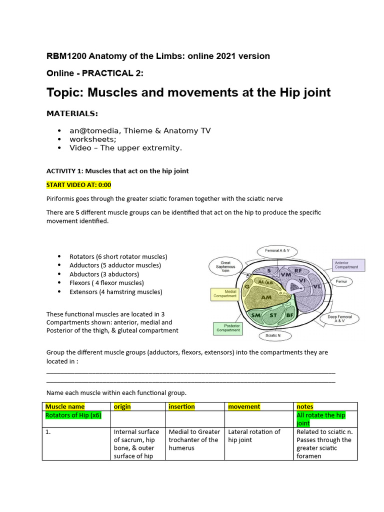 Hip Joint Muscles and Movements Guide | PDF | Hip | Pelvis