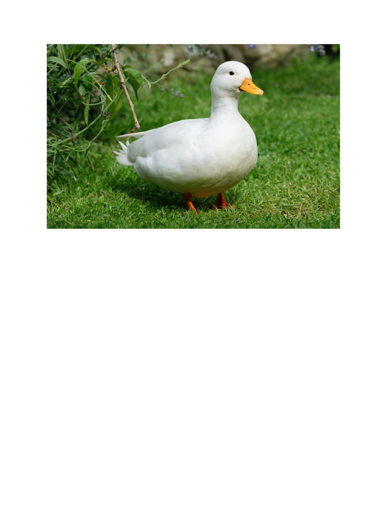 Duck | PDF
