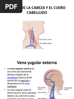 Vena Yugular Interna Externa y Anterior | PDF | Vena | Anatomía humana