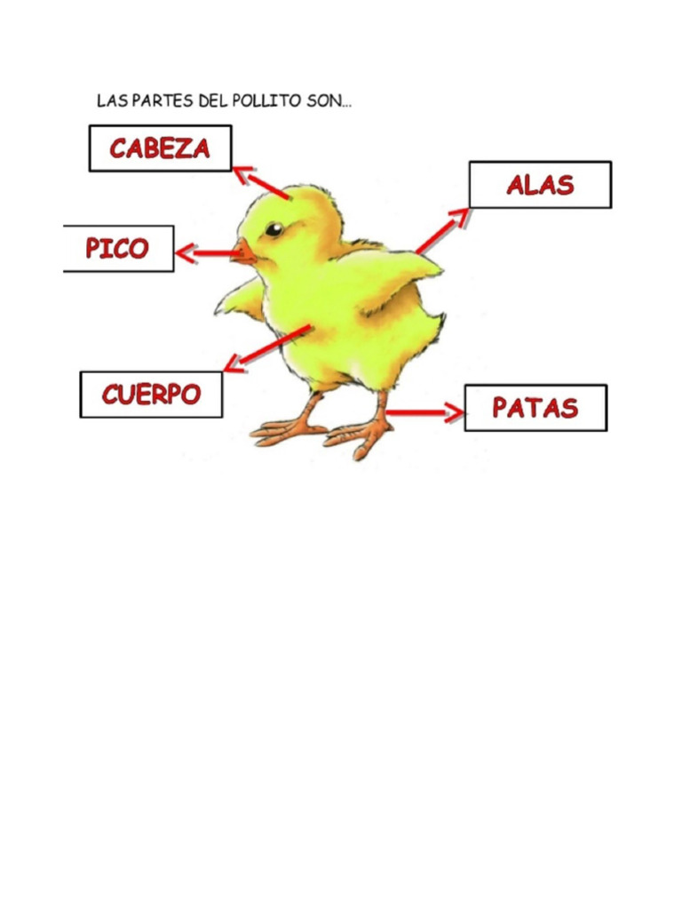 Partes Del Pollito | PDF